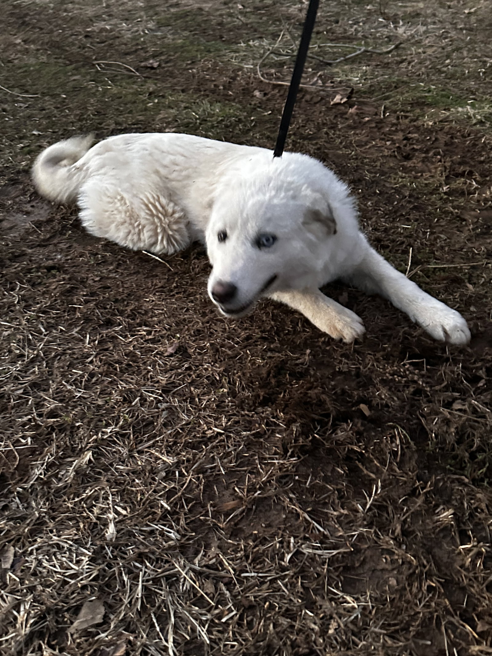 Dog for Adoption - Negan, a Great Pyrenees in Iredell County, NC ...