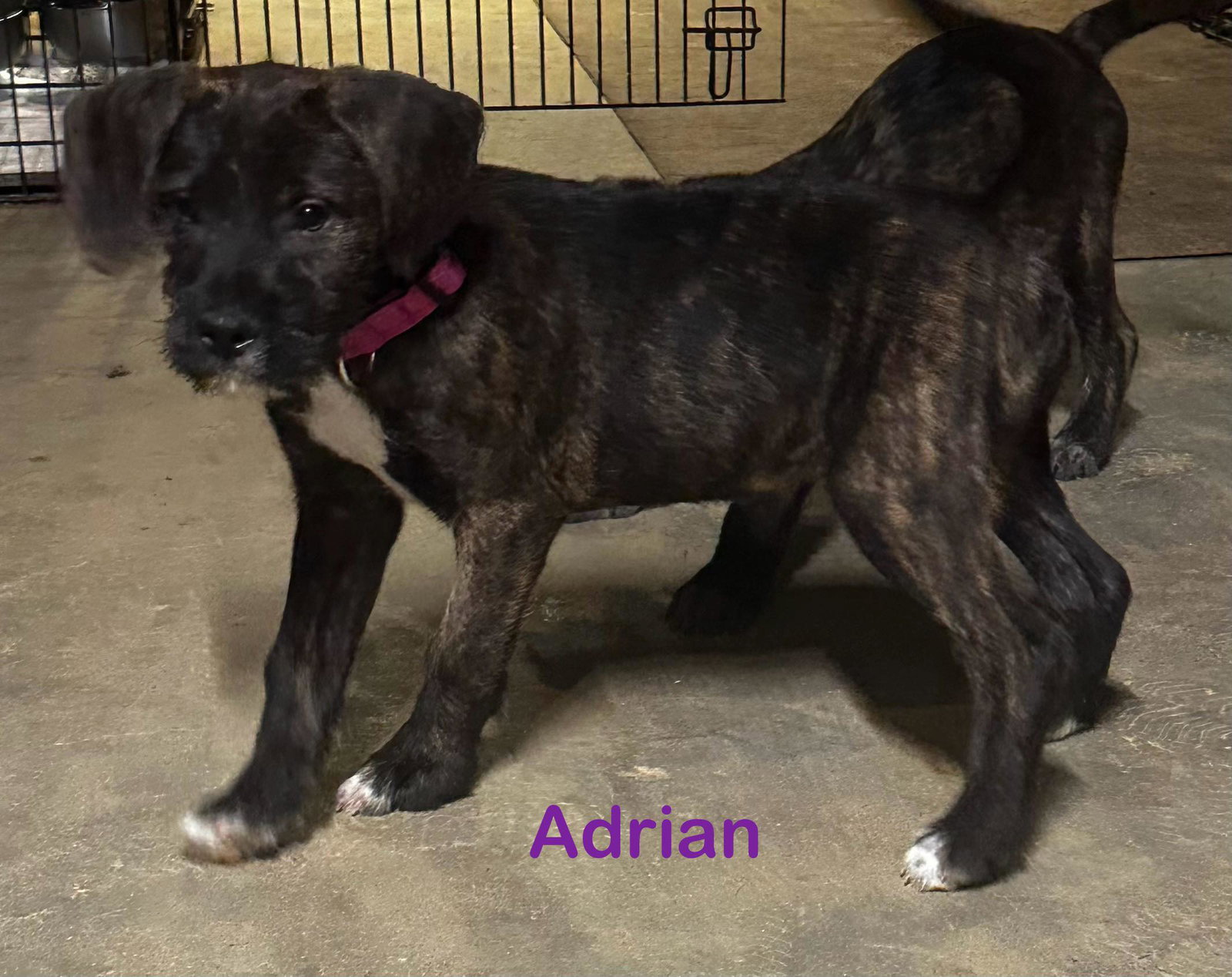 Dog for Adoption - Adrian, a Terrier in Mount Airy, NC | Alpha Paw