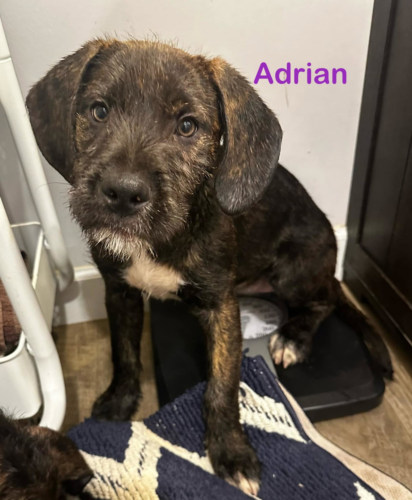 Dog for Adoption - Adrian, a Terrier in Mount Airy, NC | Alpha Paw