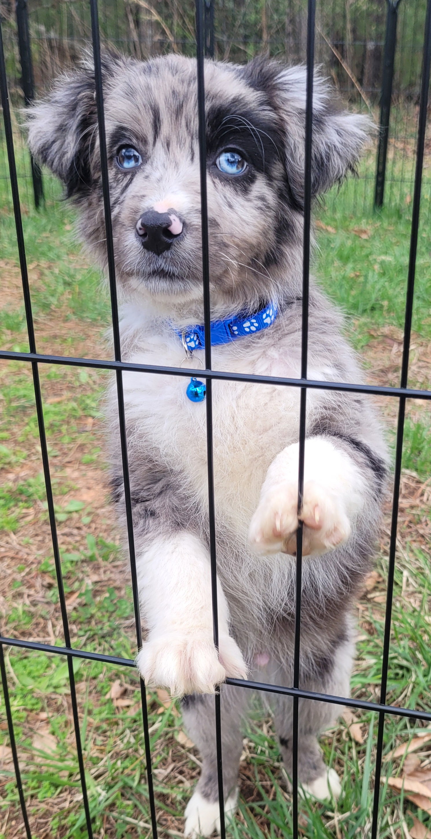 Dog for Adoption - Rooster, a Australian Shepherd in Mount Airy, NC ...