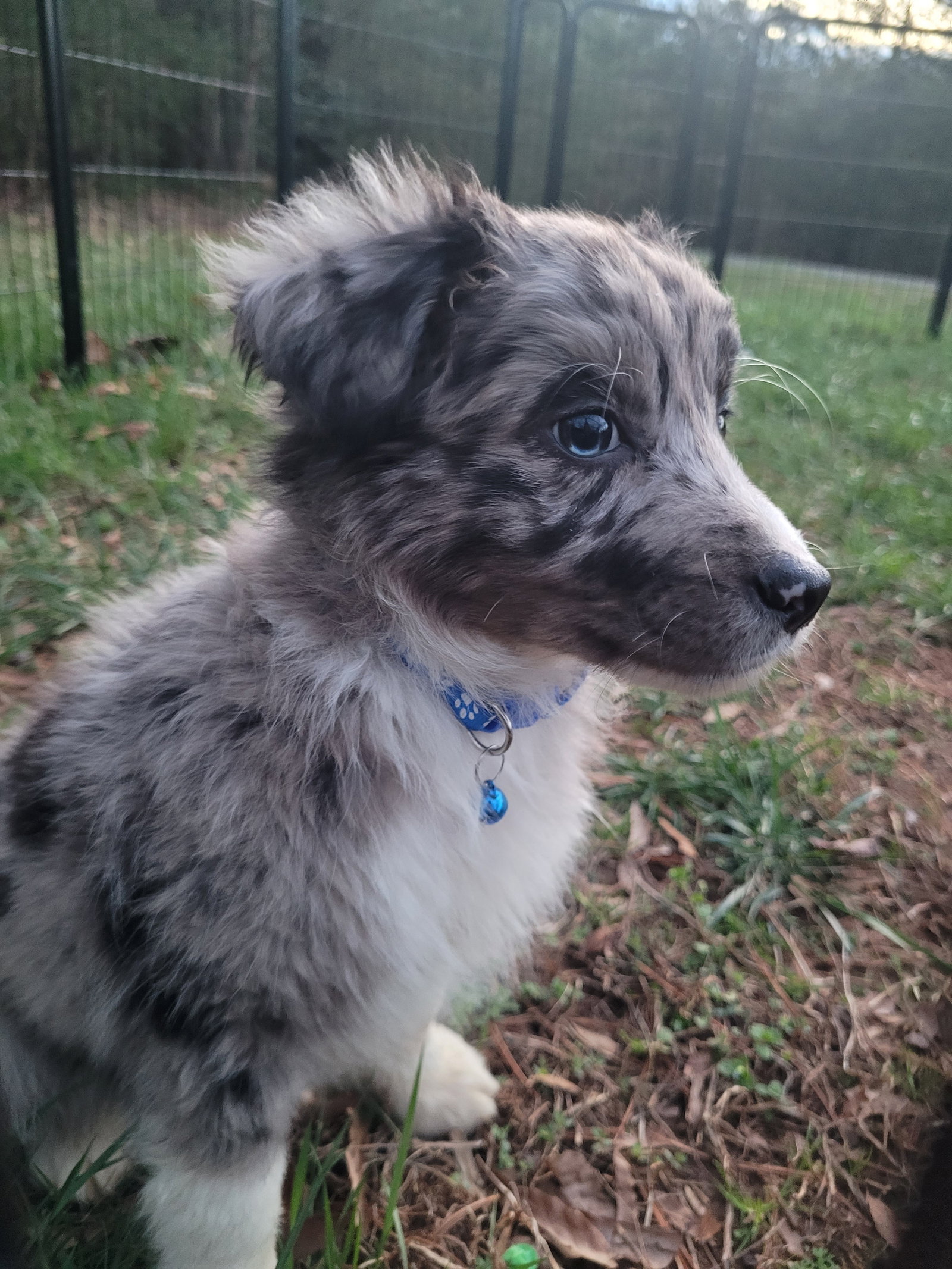 Dog for Adoption - Rooster, a Australian Shepherd in Mount Airy, NC ...