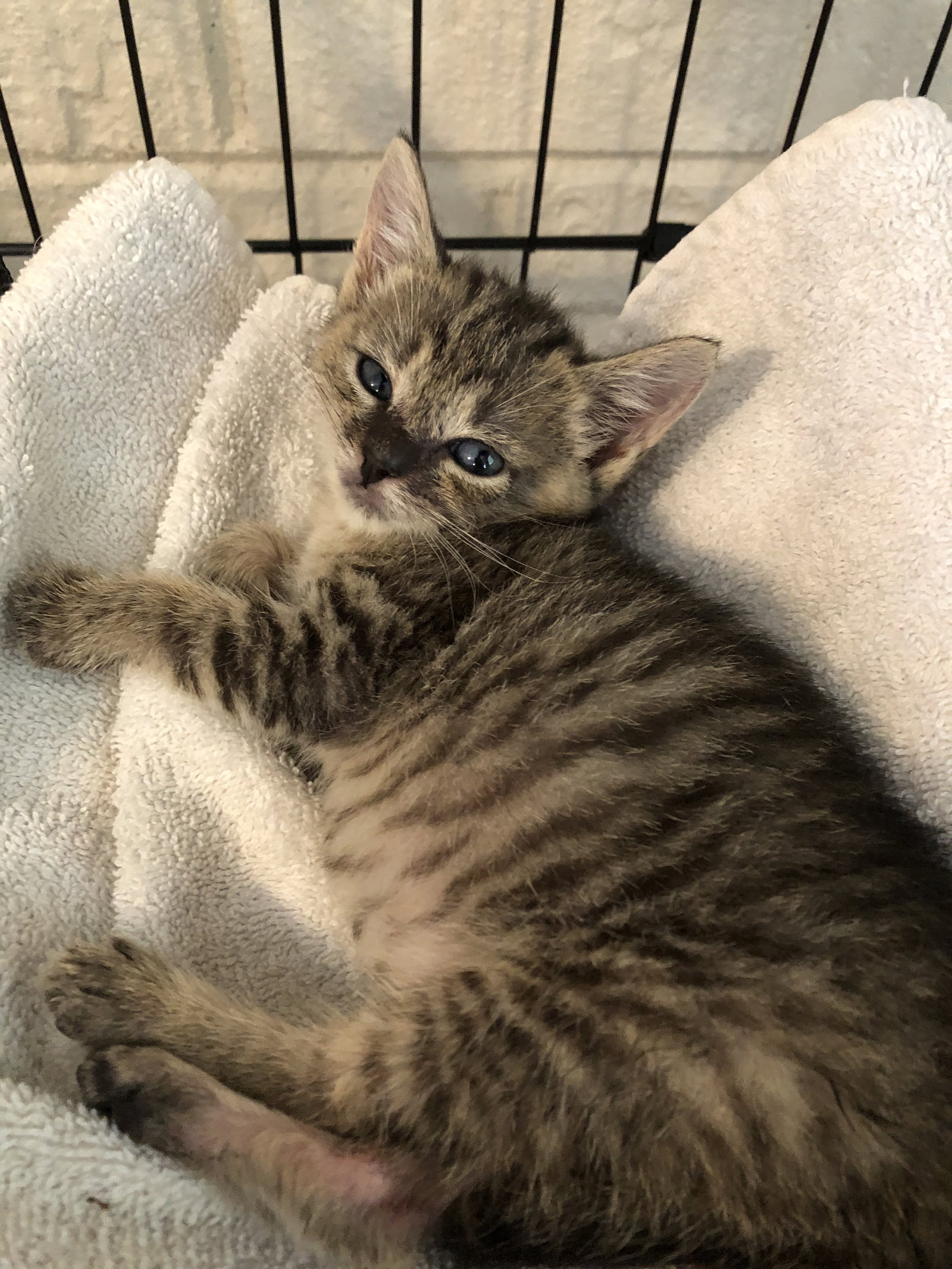 Cats for Adoption in Stuart, Virginia | Alpha Paw