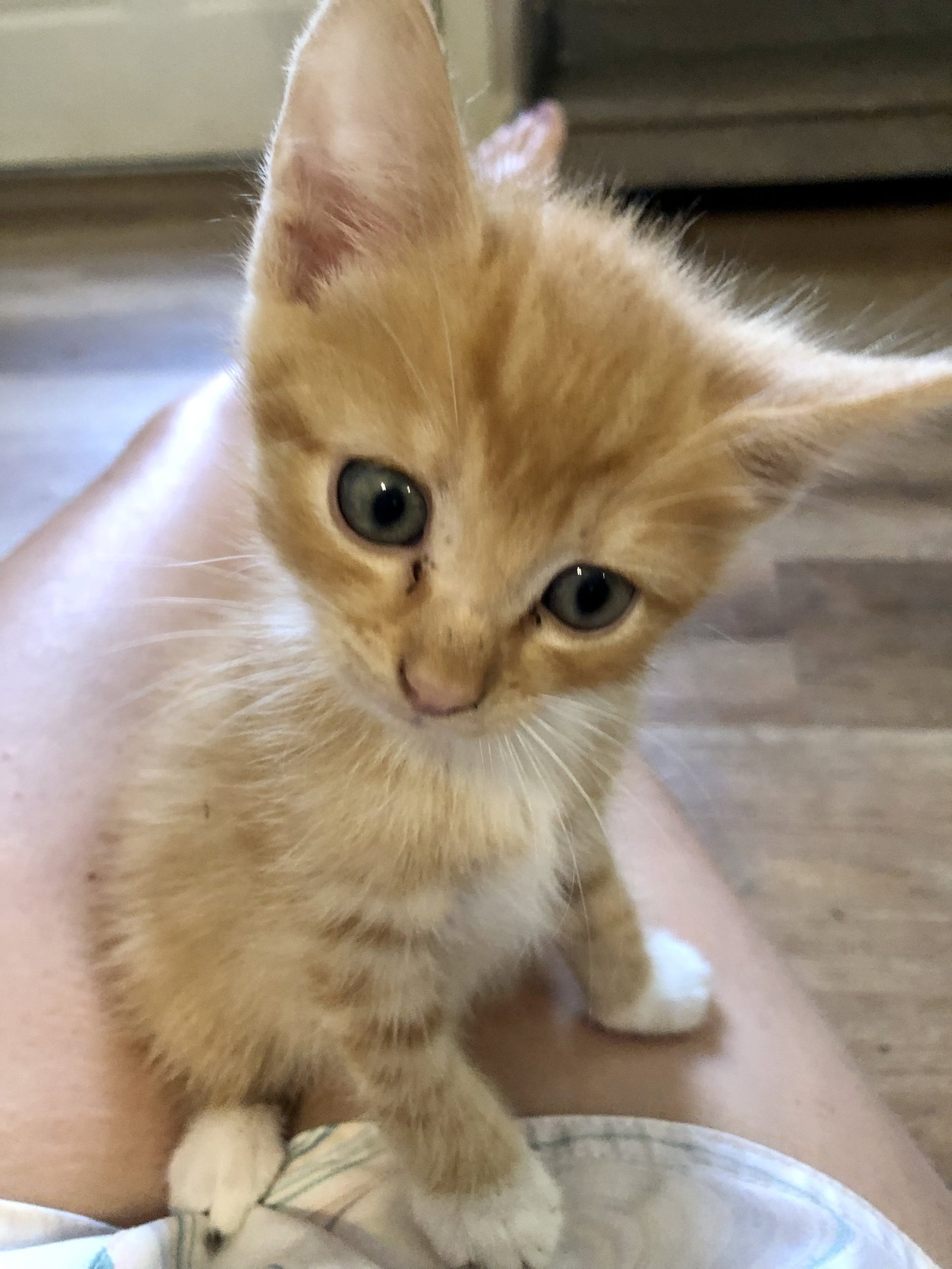 Cats for Adoption in Boone, North Carolina | Alpha Paw