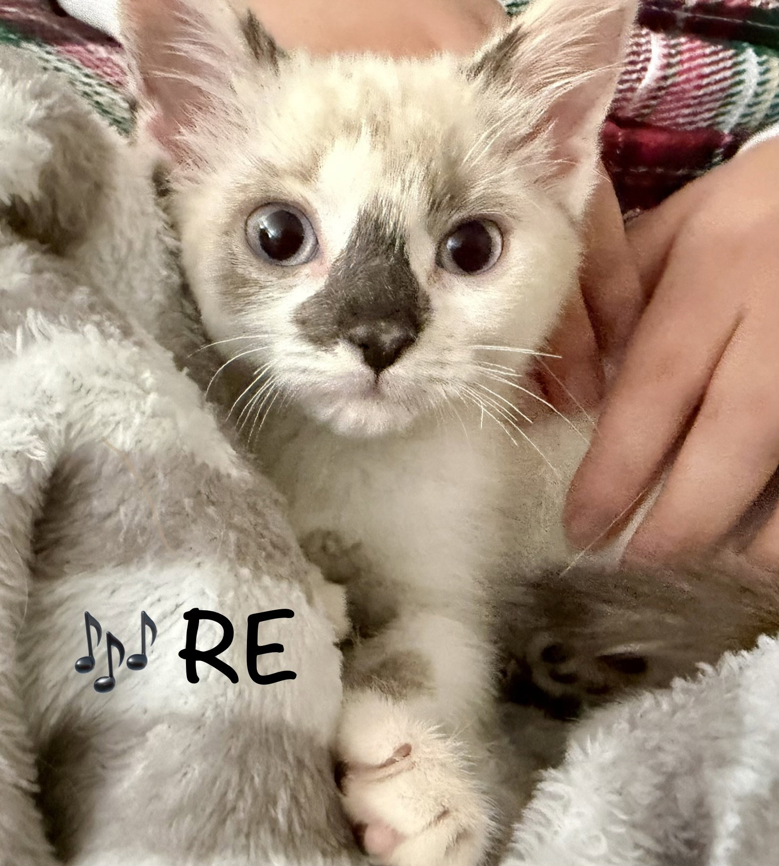 RE's Web Page