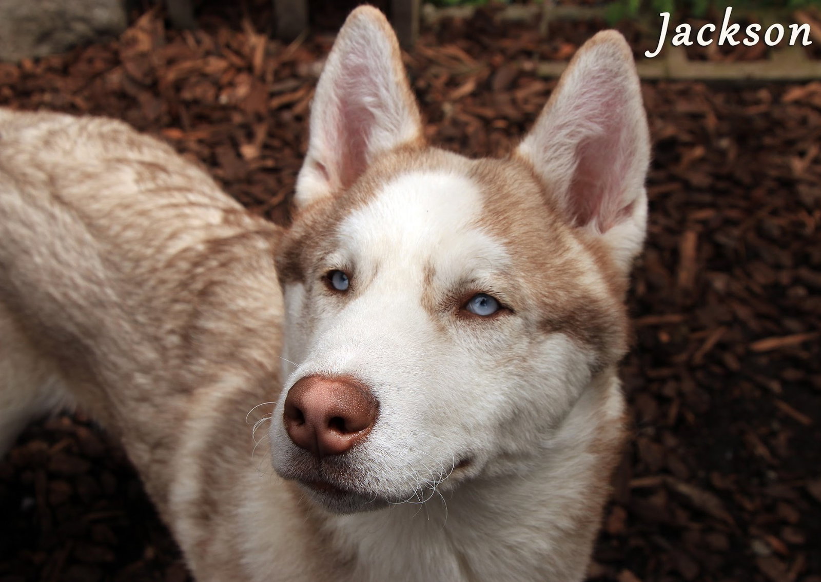 Dog for Adoption - Jackson, a Husky in Jefferson County, WA | Alpha Paw