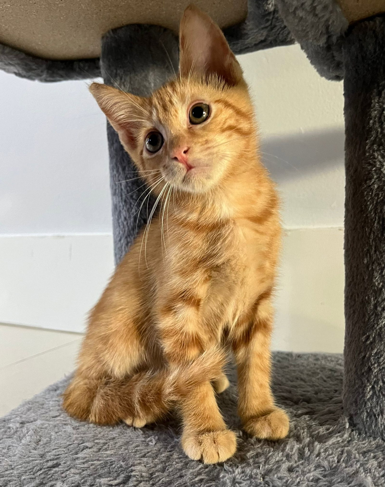 Cats for Adoption in Surfside, Florida | Alpha Paw