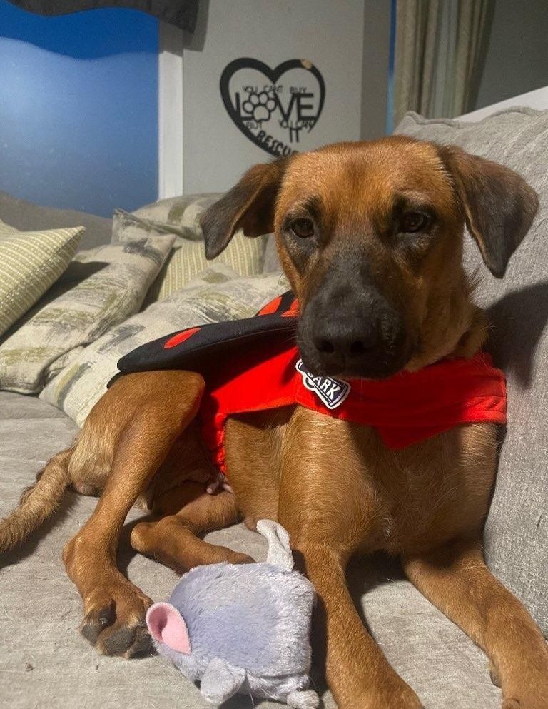 Dog for Adoption - Honey, a Rhodesian Ridgeback in Fairfax County, VA ...
