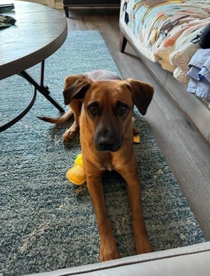Dog for Adoption - Honey, a Rhodesian Ridgeback in Fairfax County, VA ...