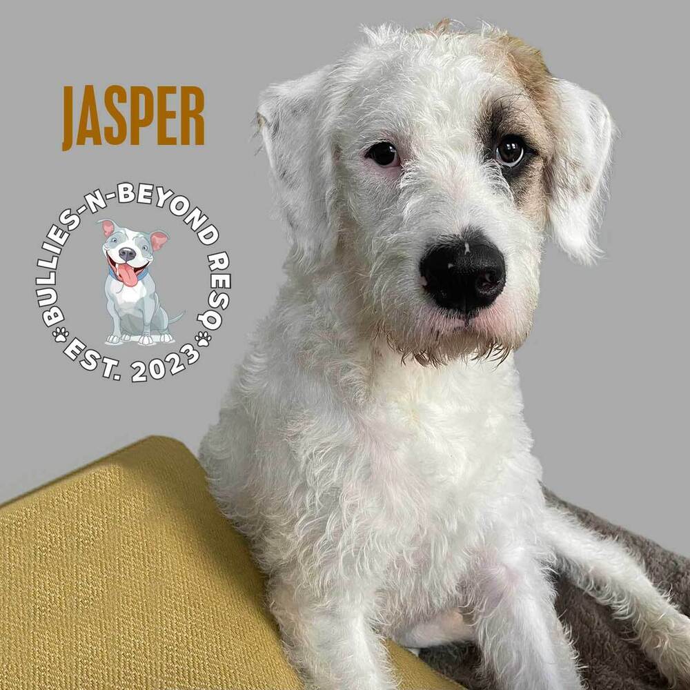 Dog for Adoption - Jasper, a Bernese Mountain Dog in Council Bluffs, IA ...
