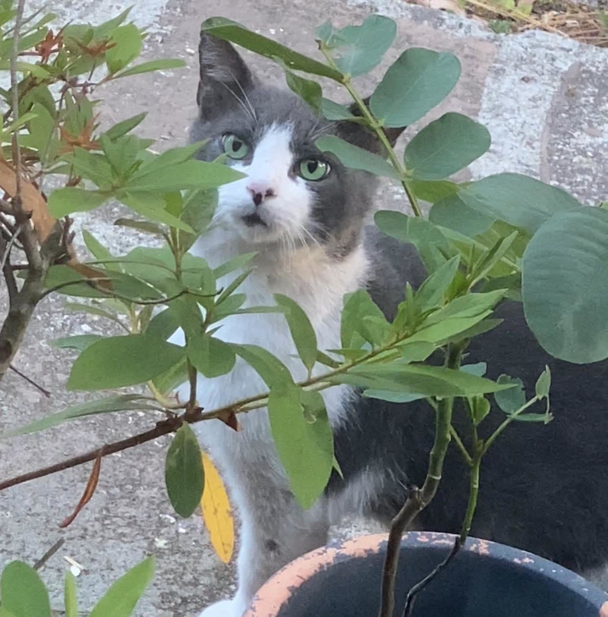 Cats for Adoption in Ocala, Florida | Alpha Paw
