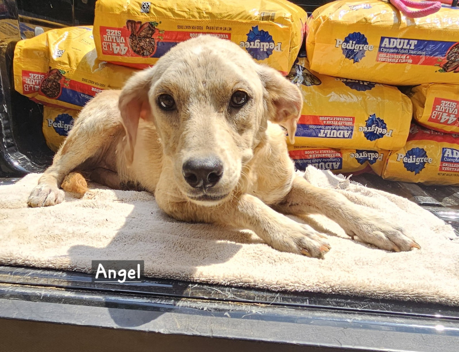 Dog for Adoption - Angel, a Labrador Retriever in Prentiss County, MS ...