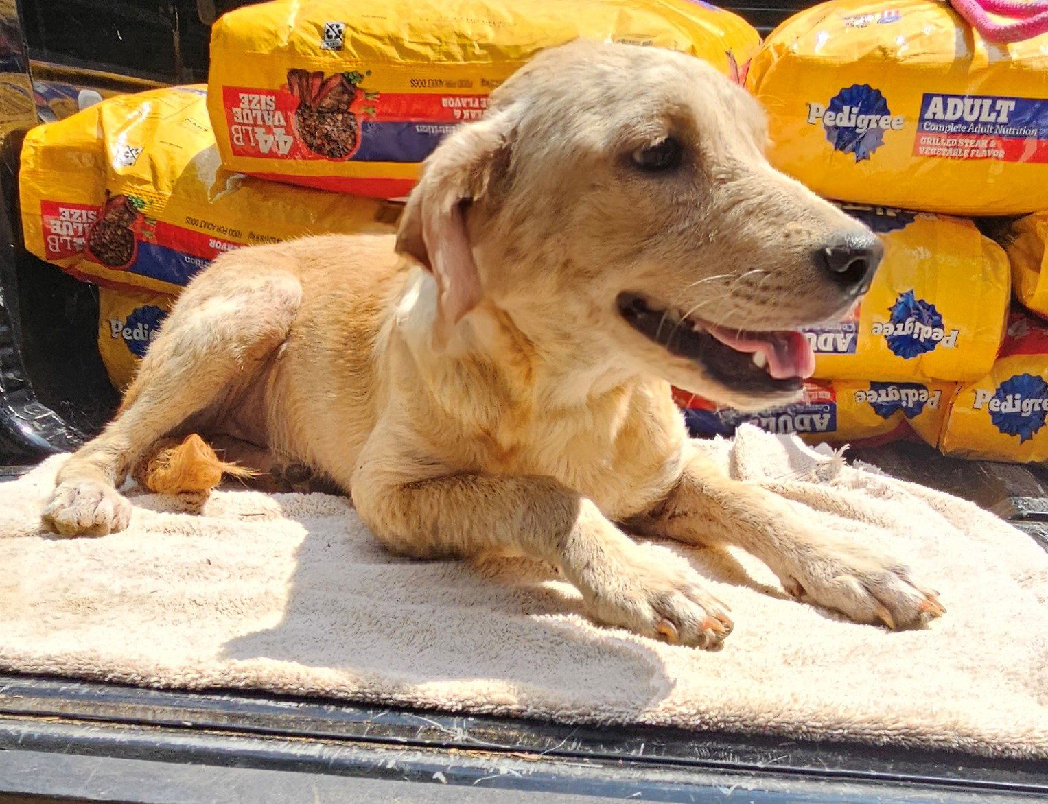 Dog for Adoption - Angel, a Labrador Retriever in Prentiss County, MS ...