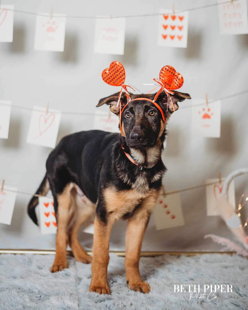Dog for Adoption - Strider, a German Shepherd Dog in Prairie Ridge, WA ...