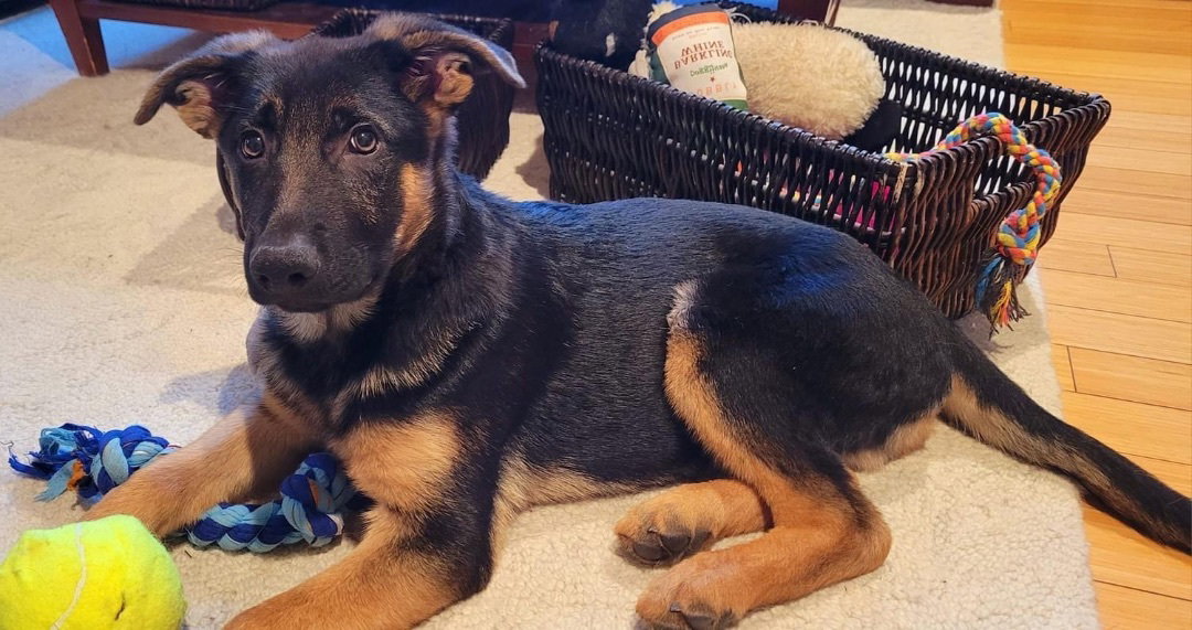 Dog for Adoption - Strider, a German Shepherd Dog in Prairie Ridge, WA ...