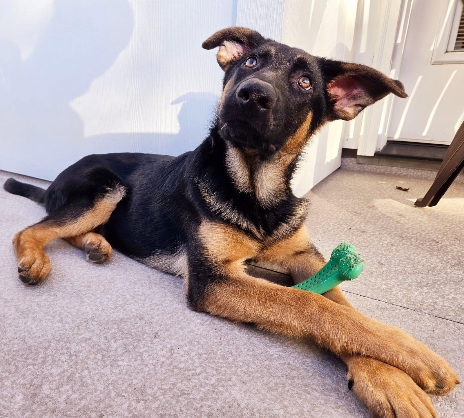 Dog for Adoption - Strider, a German Shepherd Dog in Prairie Ridge, WA ...