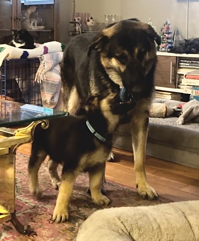 Dog for Adoption - Bruno, a German Shepherd Dog in White Center, WA ...