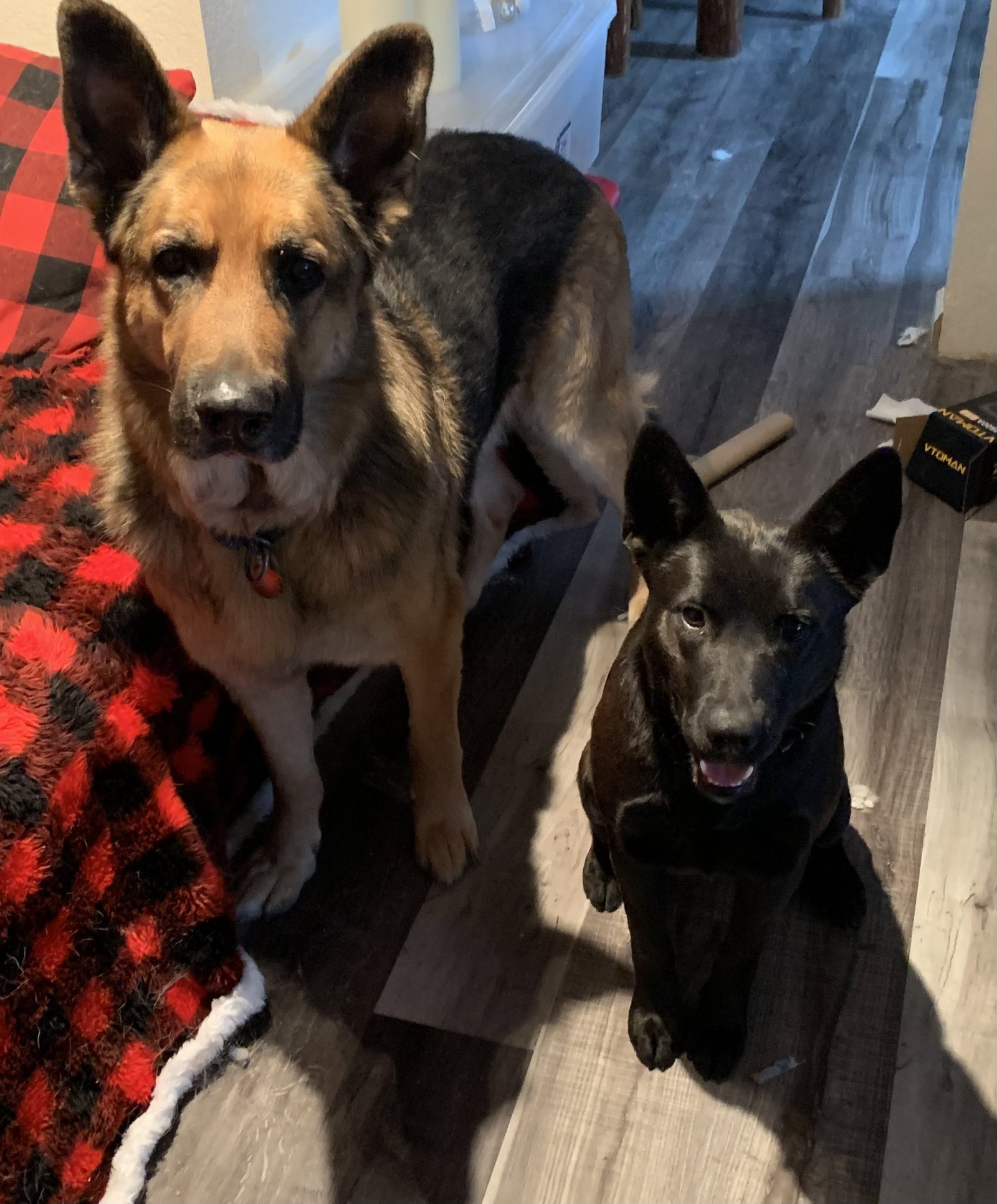 Dog for Adoption - Onyx, a German Shepherd Dog in Parkwood, WA | Alpha Paw
