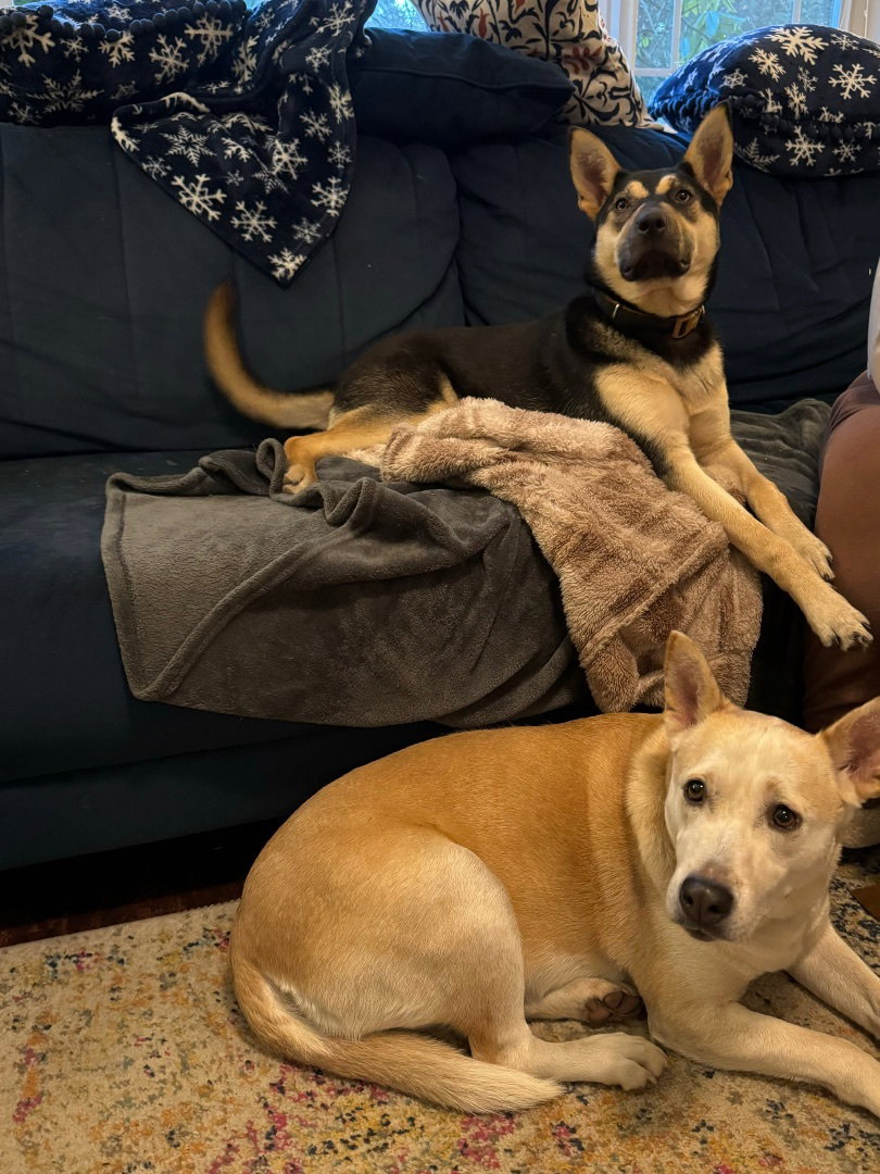 Dog for Adoption - Zelda, a German Shepherd Dog in Maple Valley, WA ...