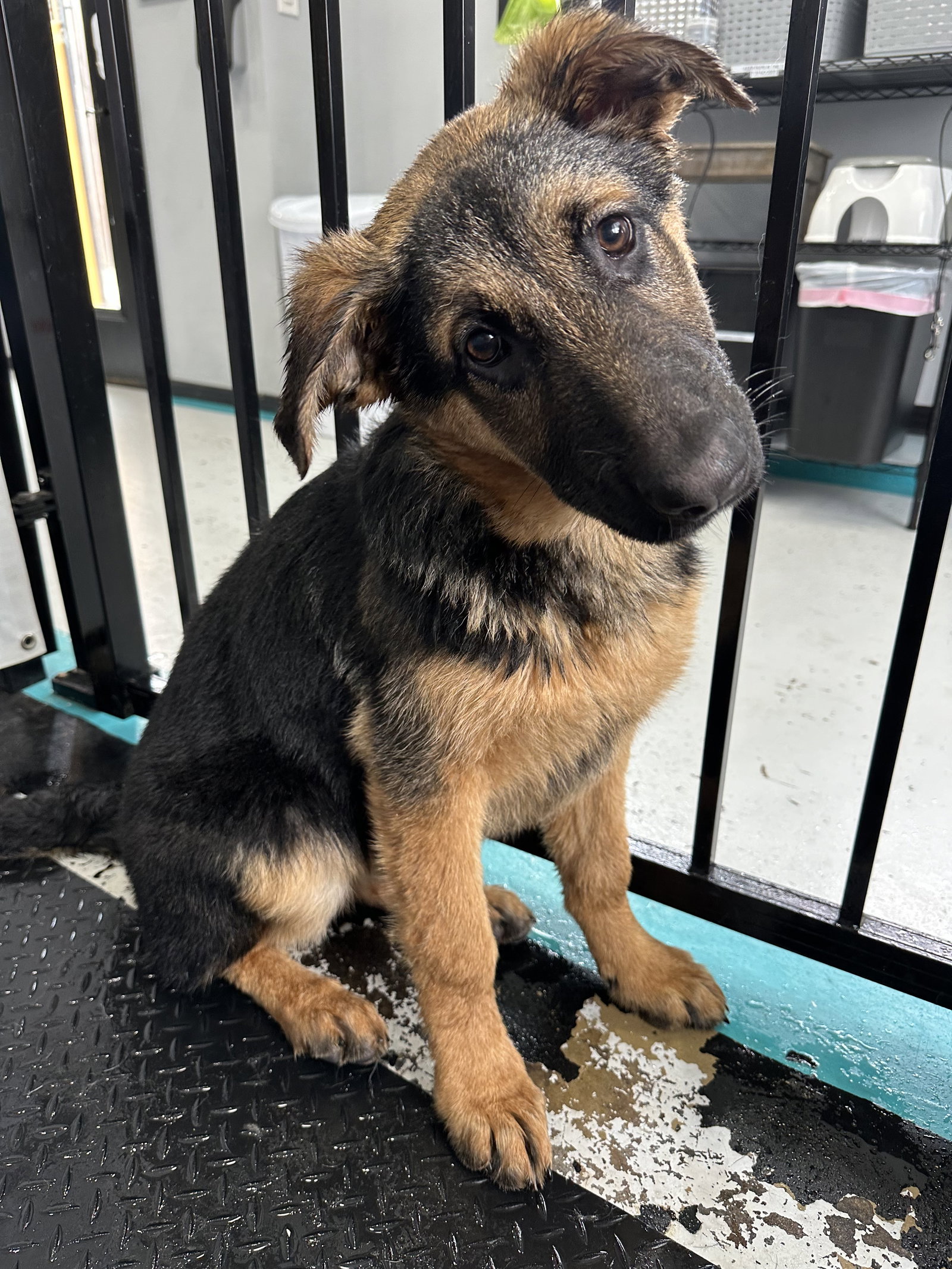 Dog adoption in Seattle, WA 98115: German Shepherd Dog (medium coat ...