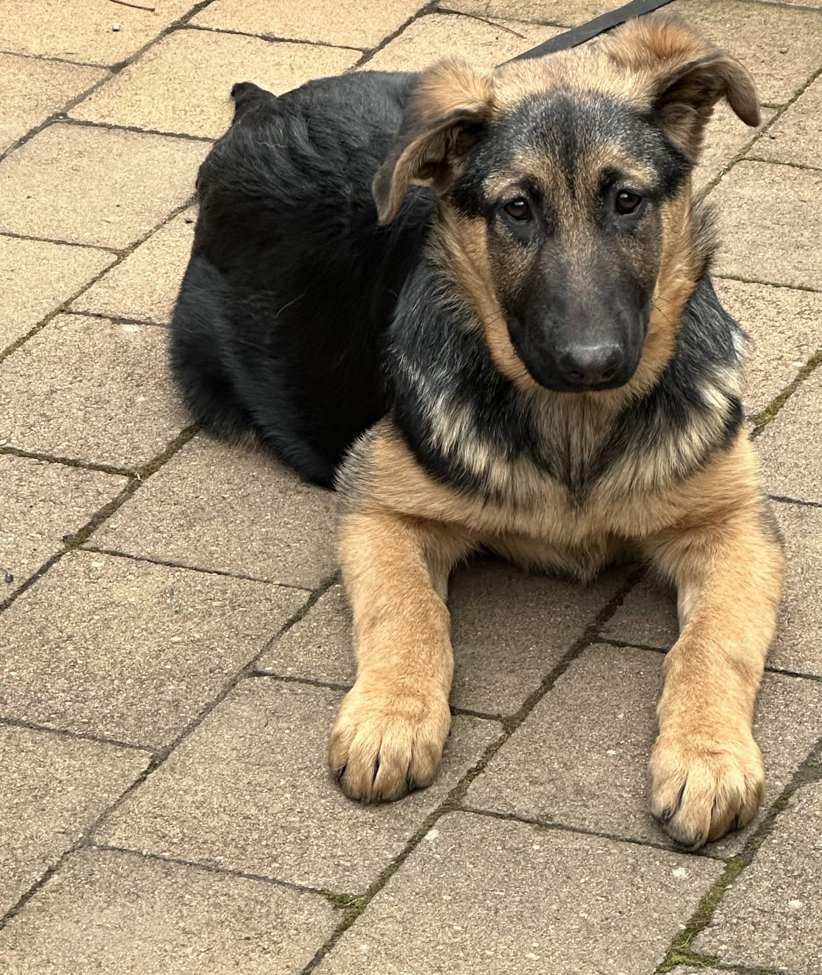 Dog for Adoption - Karah, a German Shepherd Dog in Redmond, WA | Alpha Paw