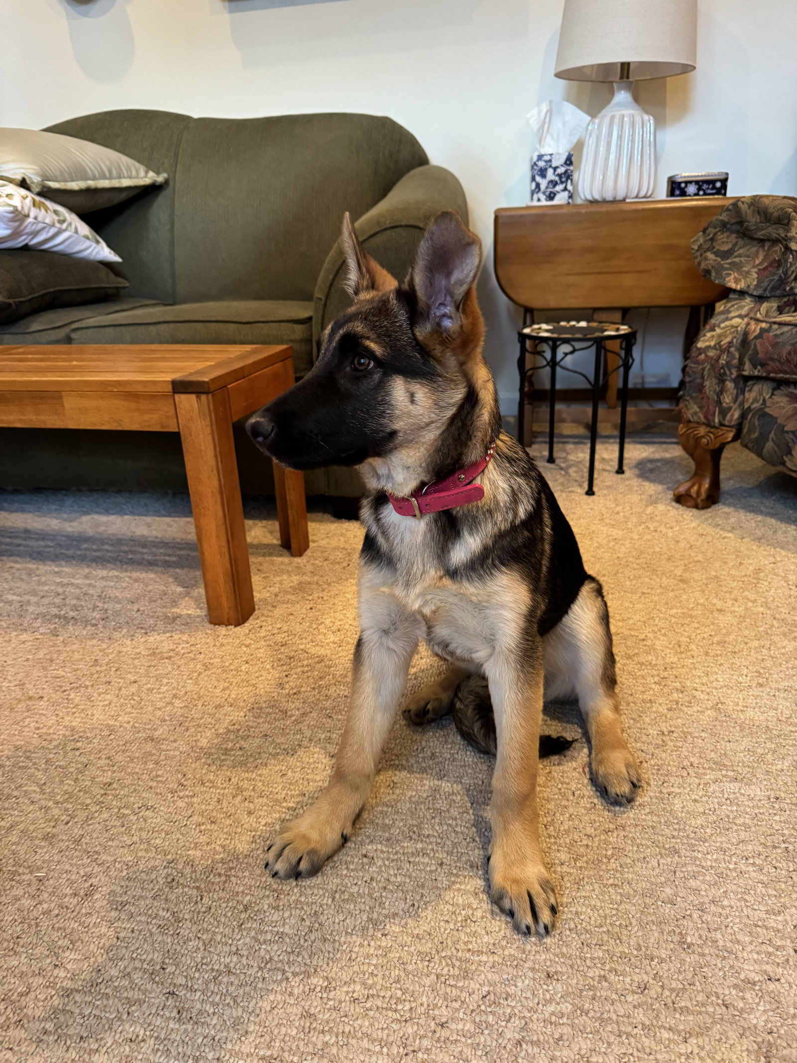 Dog for Adoption - Aida, a German Shepherd Dog in Monroe, WA | Alpha Paw