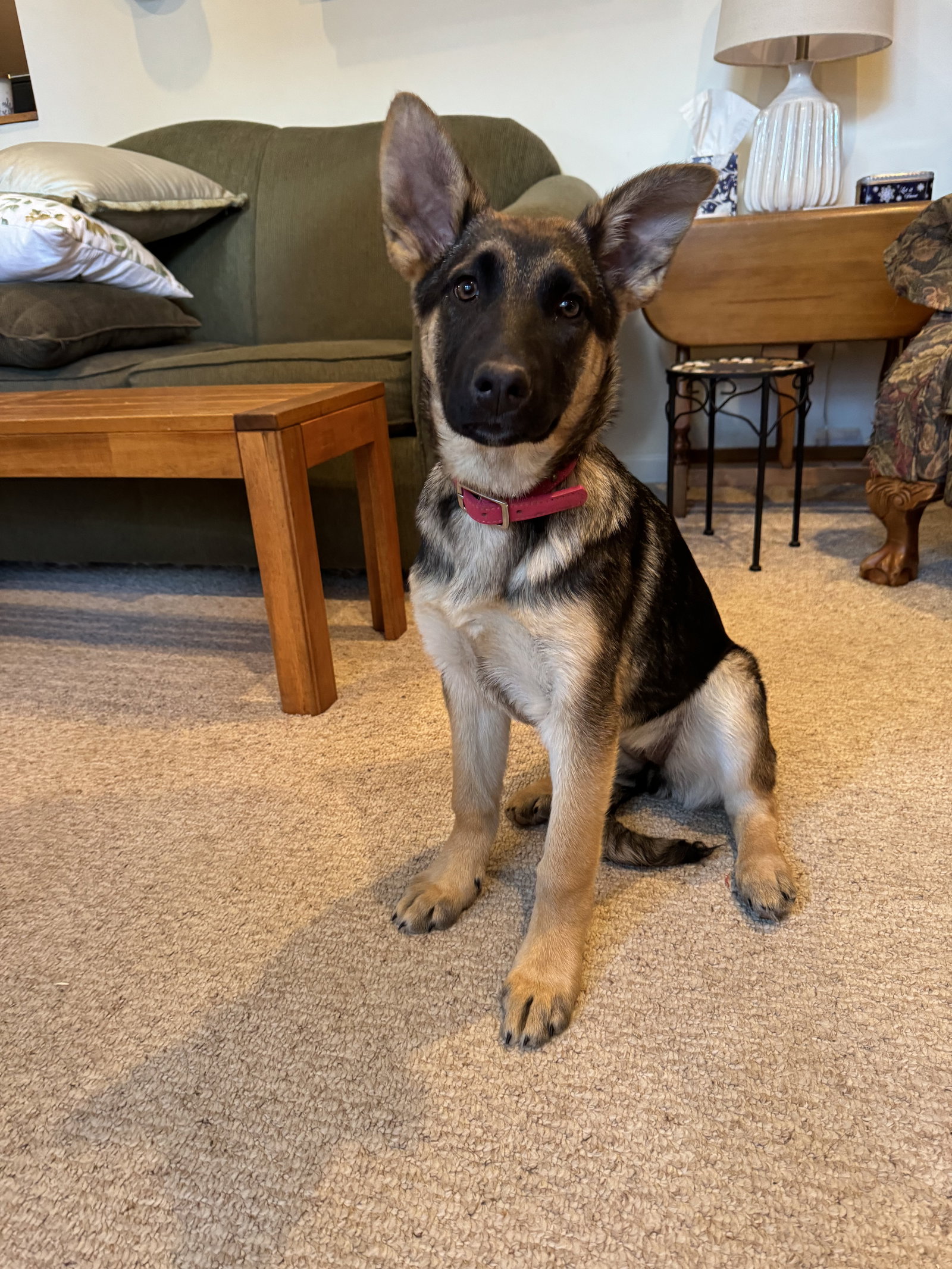 Dog for Adoption - Aida, a German Shepherd Dog in Arlington Heights, WA ...
