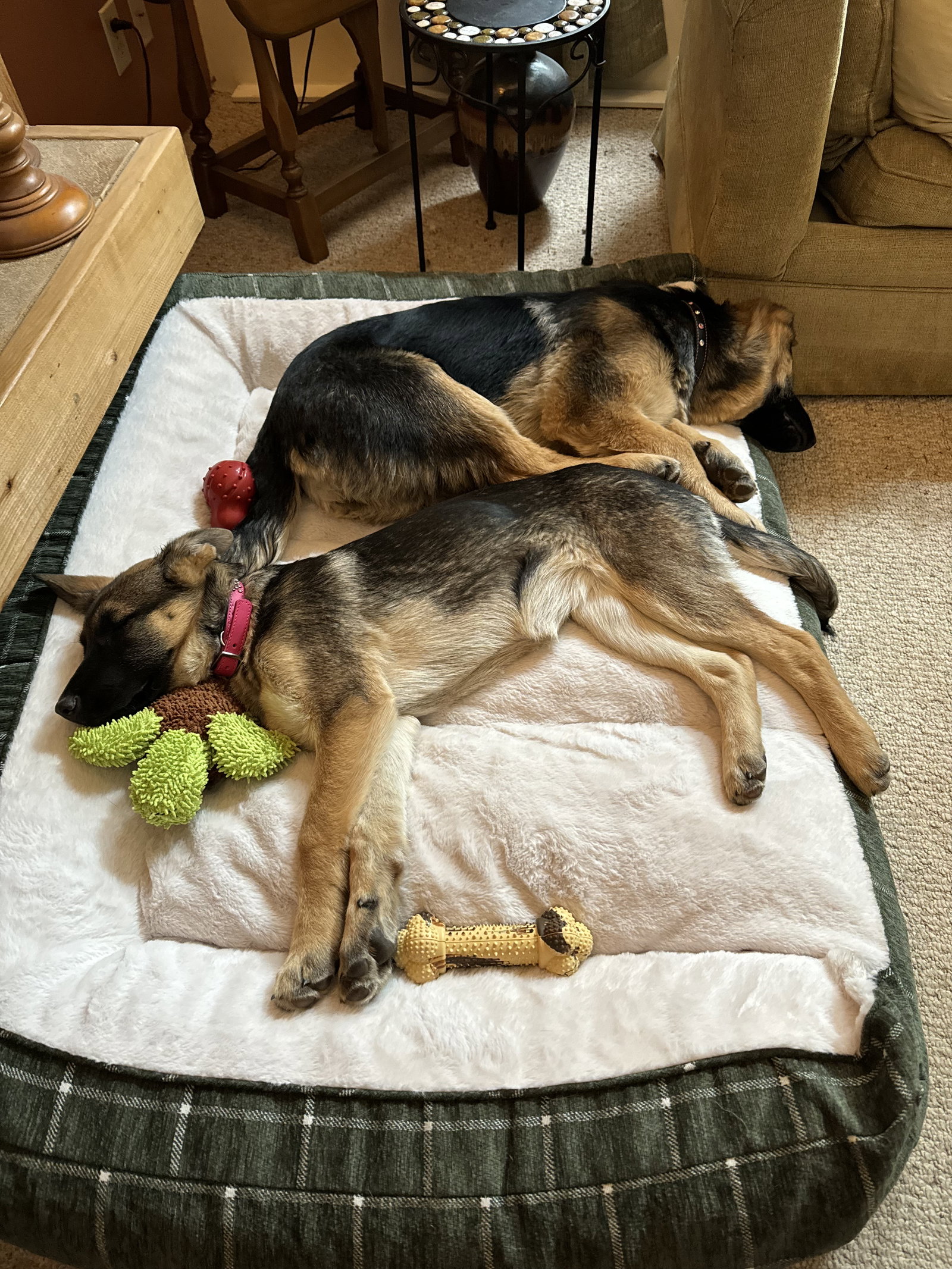 Dog for Adoption - Ziva, a German Shepherd Dog in Arlington Heights, WA ...