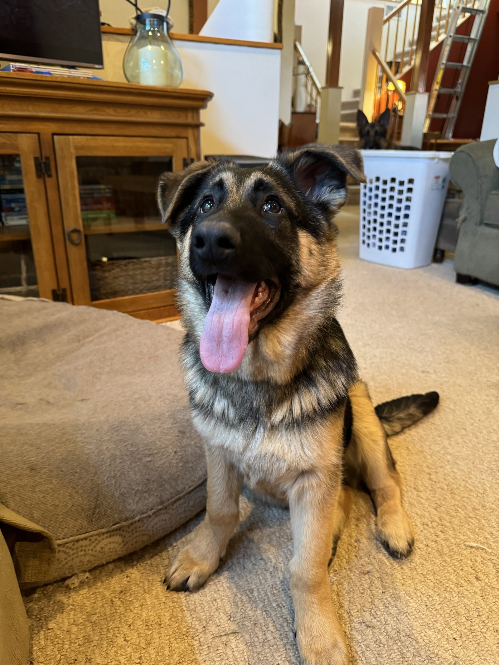 Dog for Adoption - Ziva, a German Shepherd Dog in Lake Stevens, WA ...