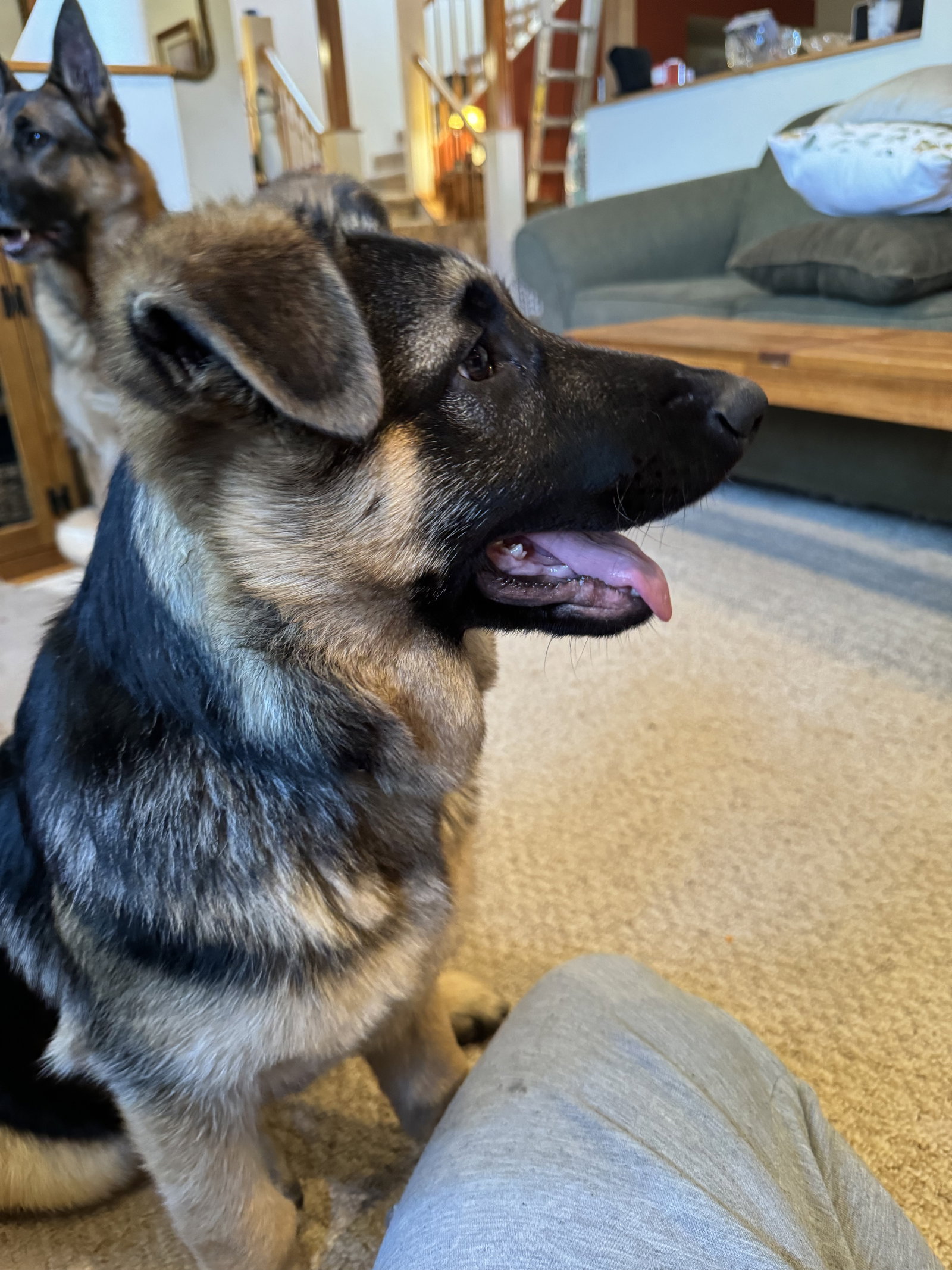 Dog for Adoption - Ziva, a German Shepherd Dog in Lake Stevens, WA ...