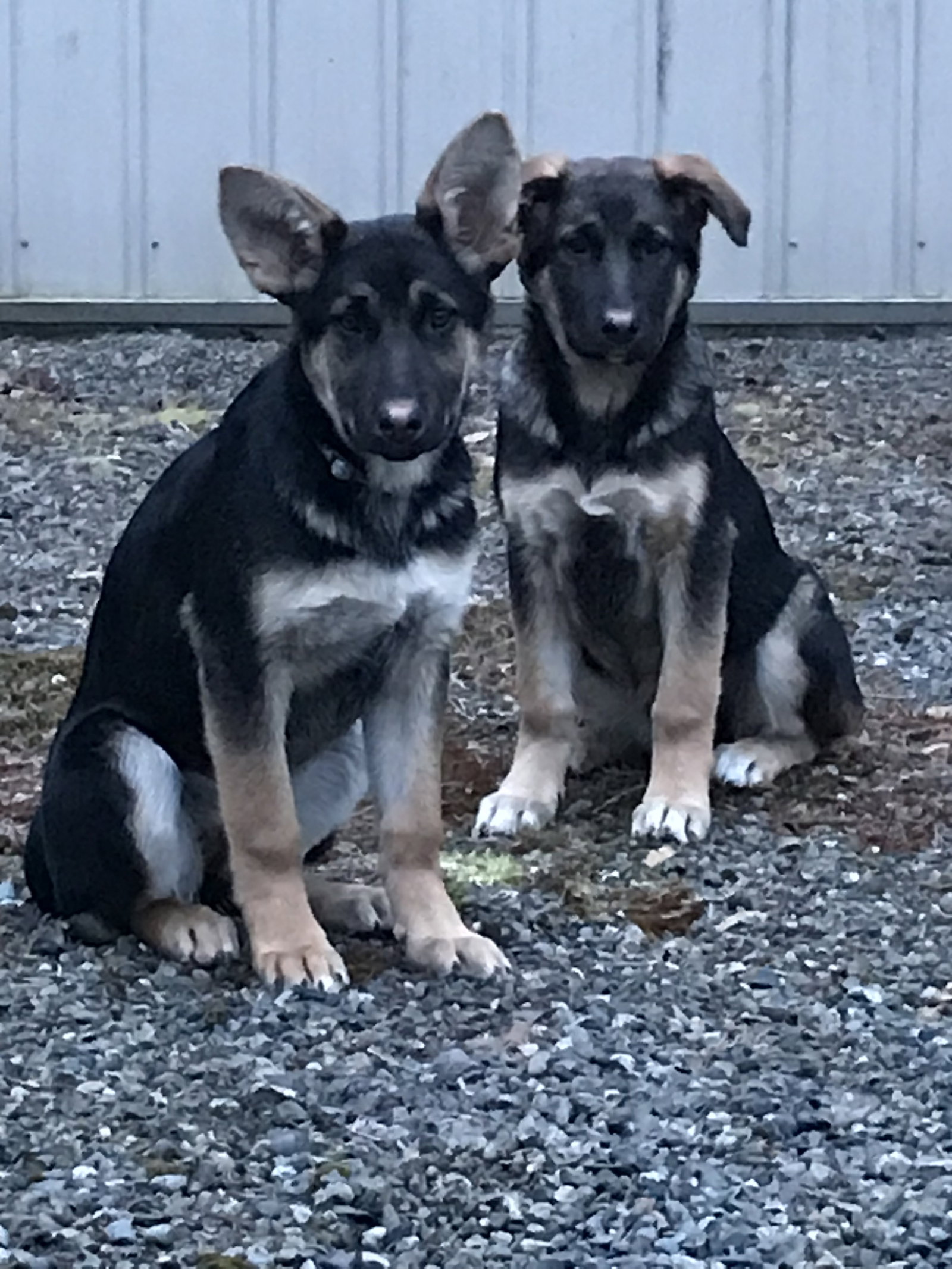 Dog adoption in Seattle, WA 98115: German Shepherd Dog (medium coat ...