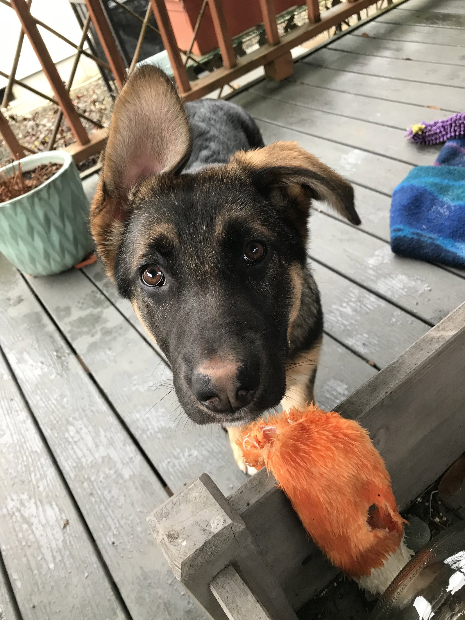 Dog for Adoption - Cora, a German Shepherd Dog in Wollochet, WA | Alpha Paw