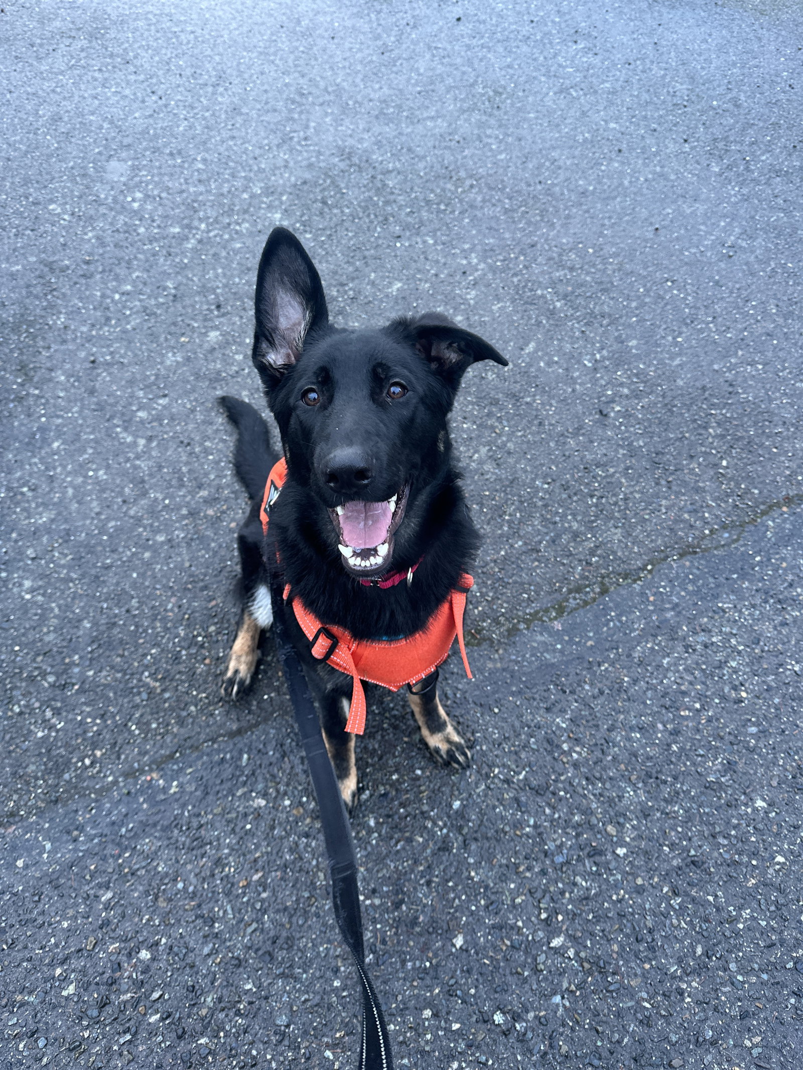 Dog for Adoption - Jax, a German Shepherd Dog in Maplewood, WA | Alpha Paw