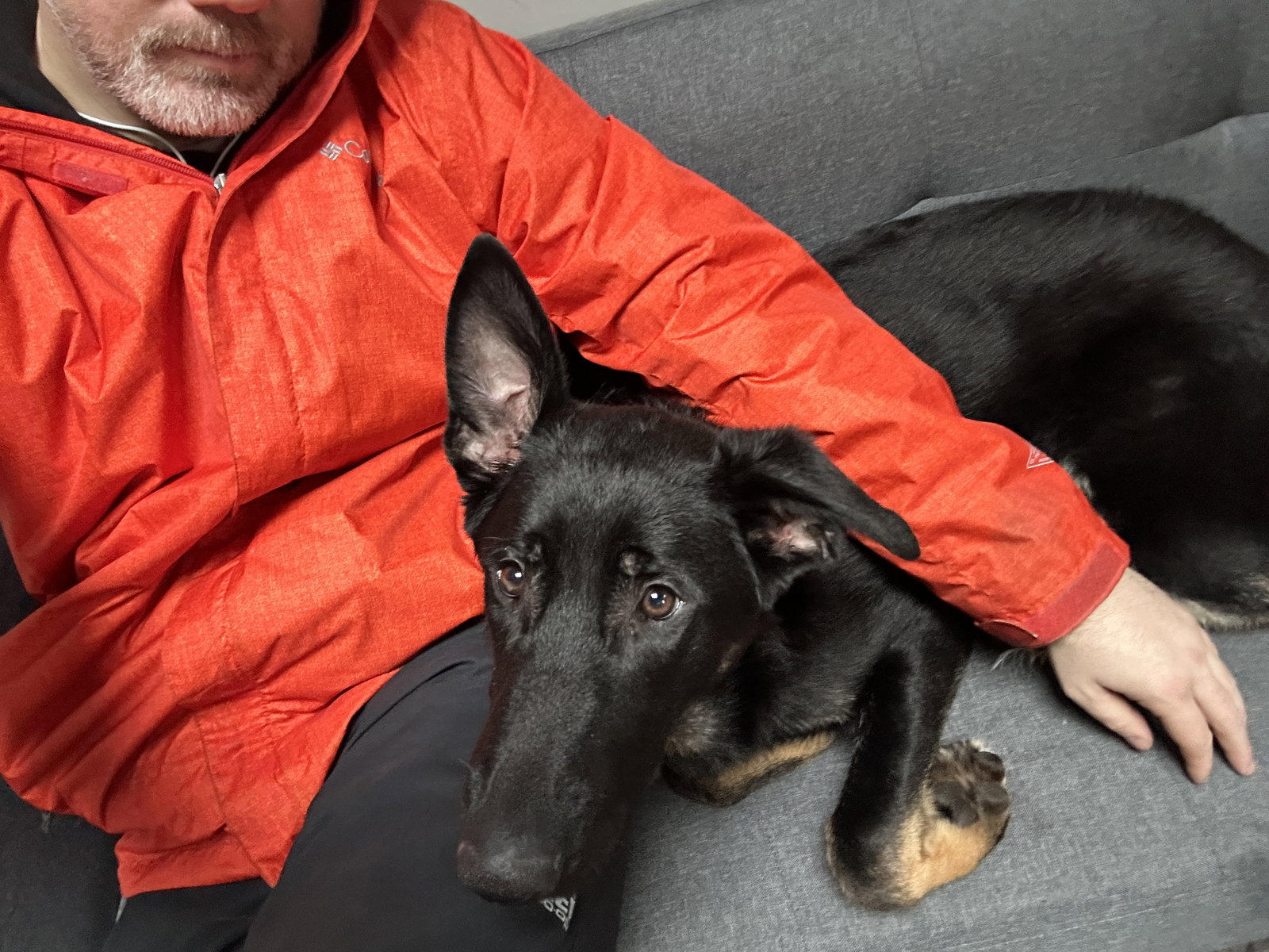 Dog for Adoption - Jax, a German Shepherd Dog in Seattle, WA | Alpha Paw