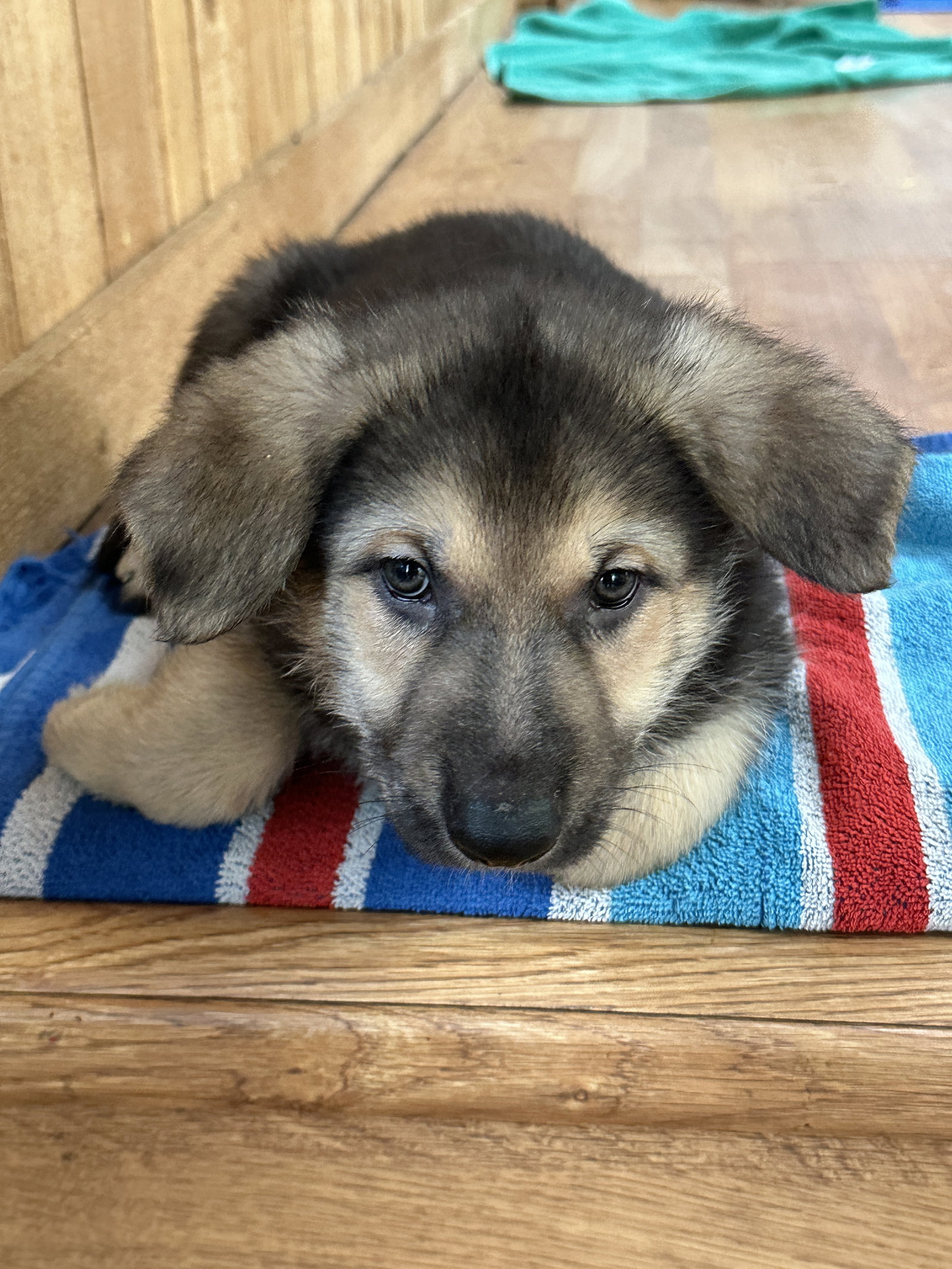 Dog for Adoption - Alton, a German Shepherd Dog in Longbranch, WA ...