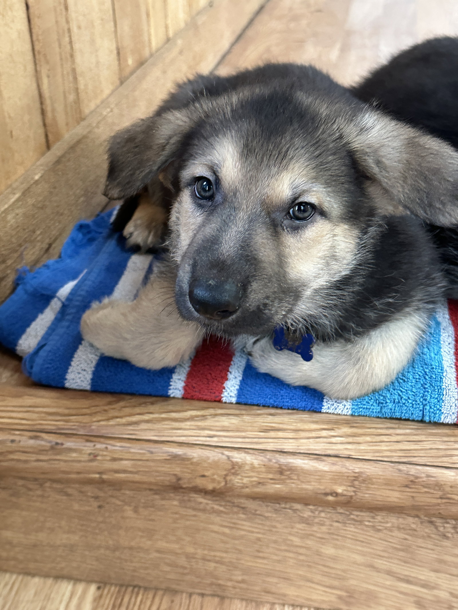 Dog for Adoption - Alton, a German Shepherd Dog in Poulsbo, WA | Alpha Paw