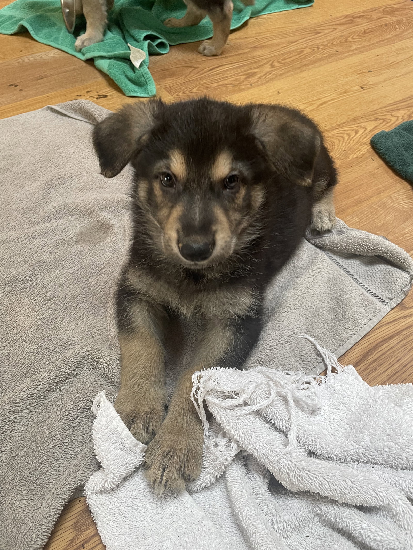 Dog for Adoption - Beau, a German Shepherd Dog in Poulsbo, WA | Alpha Paw