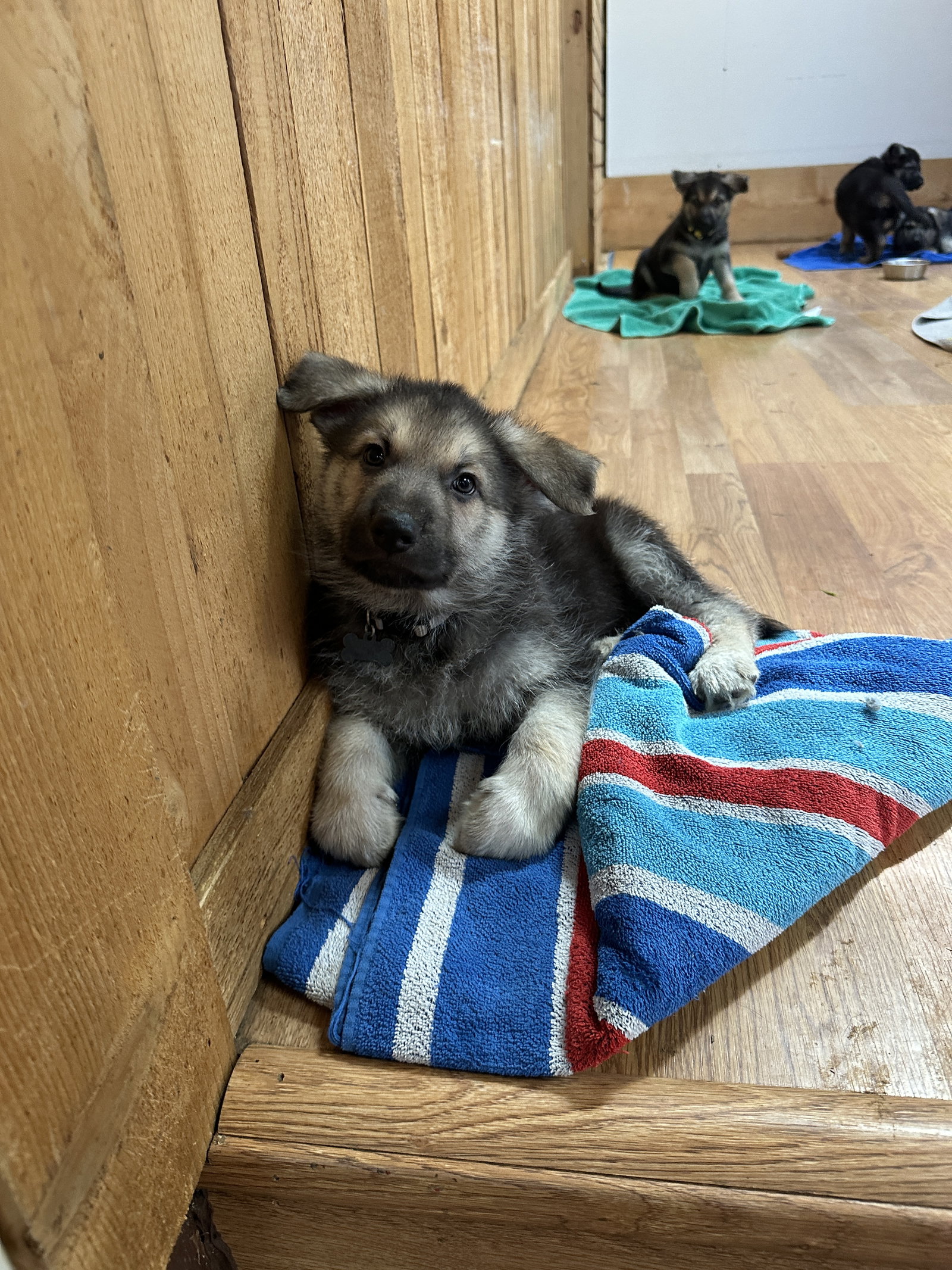 Dog for Adoption - Grayson, a German Shepherd Dog in Sammamish, WA ...