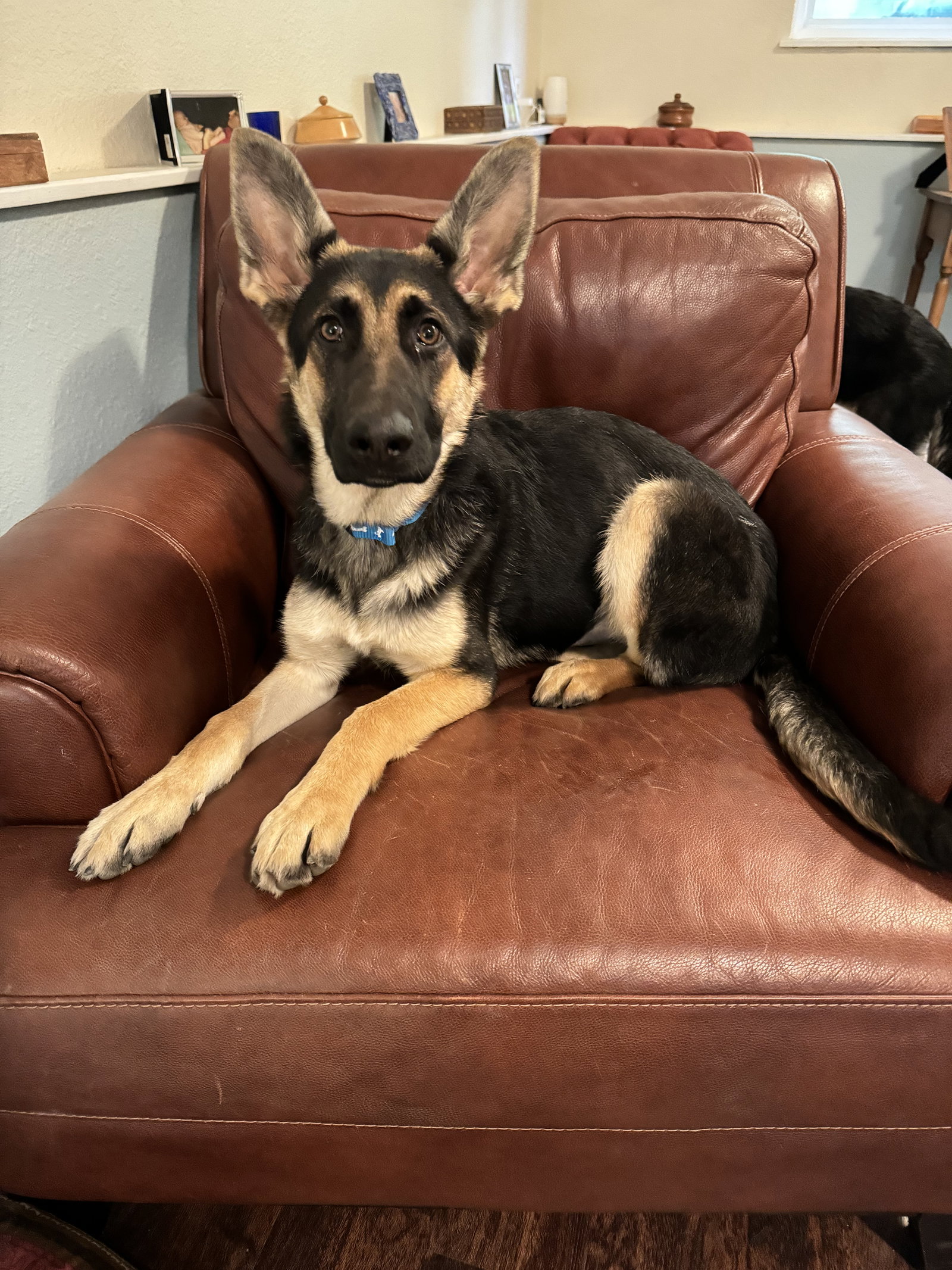 Washington German Shepherd Rescue