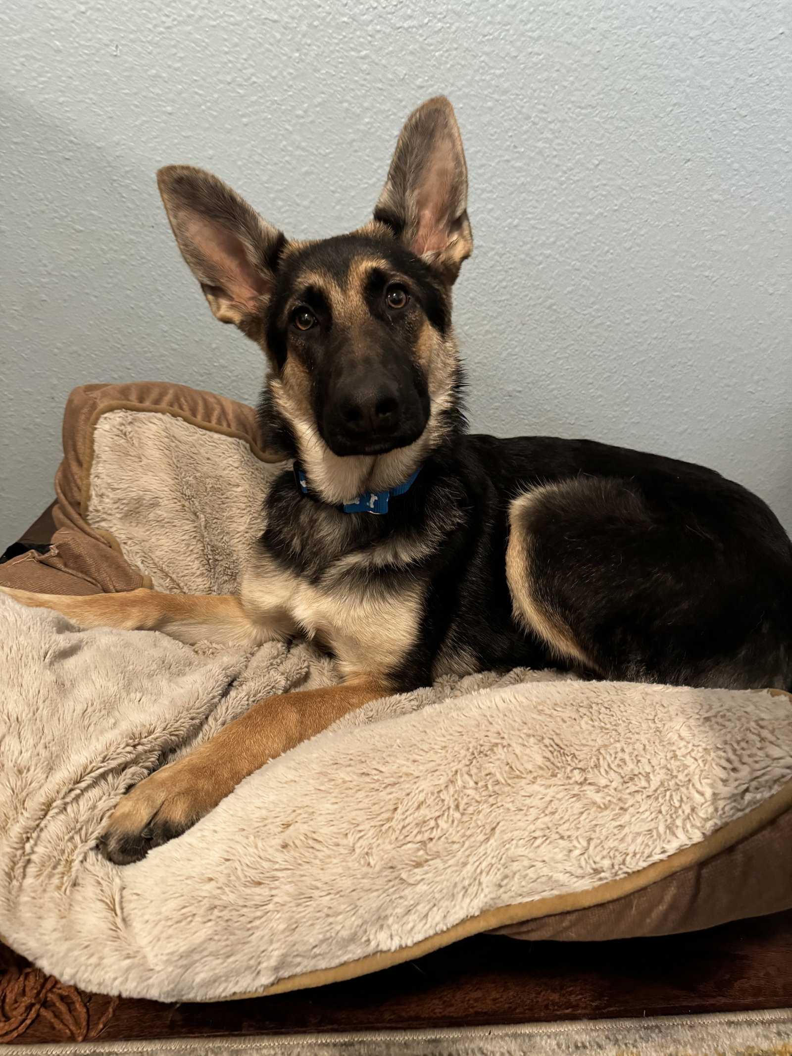 Dog for Adoption - Astird, a German Shepherd Dog in Stanwood, WA ...