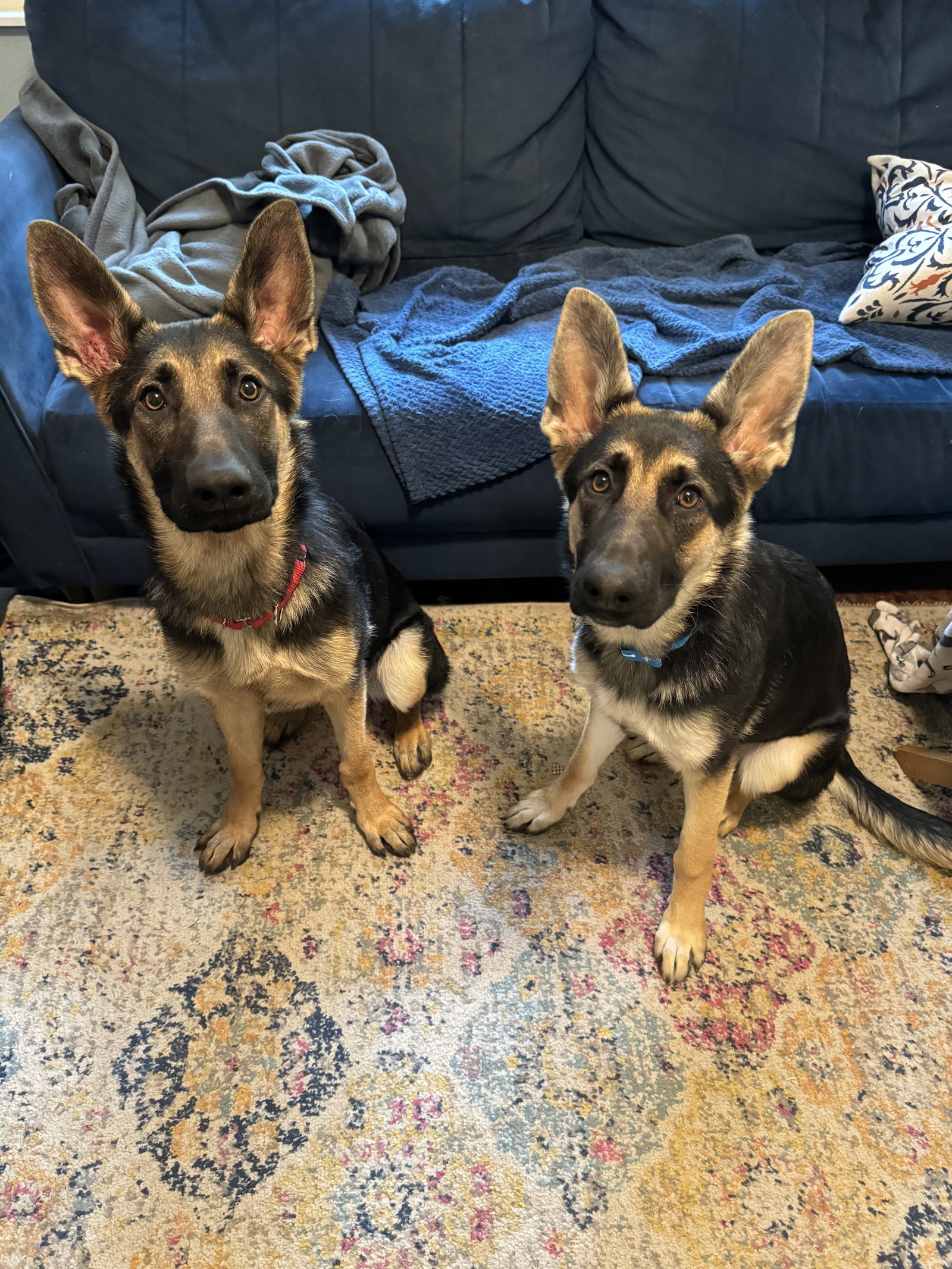 Dog for Adoption - Astird, a German Shepherd Dog in Stanwood, WA ...