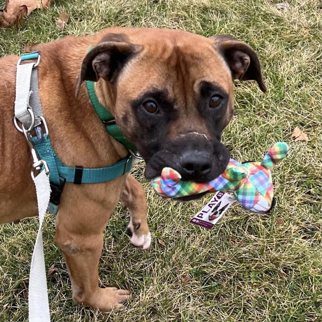 Dog for Adoption - Cheep, a Black Mouth Cur in Homer Glen, IL | Alpha Paw