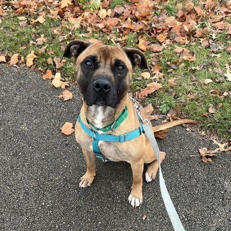 Dog for Adoption - Cheep, a Black Mouth Cur in Homer Glen, IL | Alpha Paw
