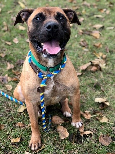 Dog for Adoption - Cheep, a Black Mouth Cur in Homer Glen, IL | Alpha Paw