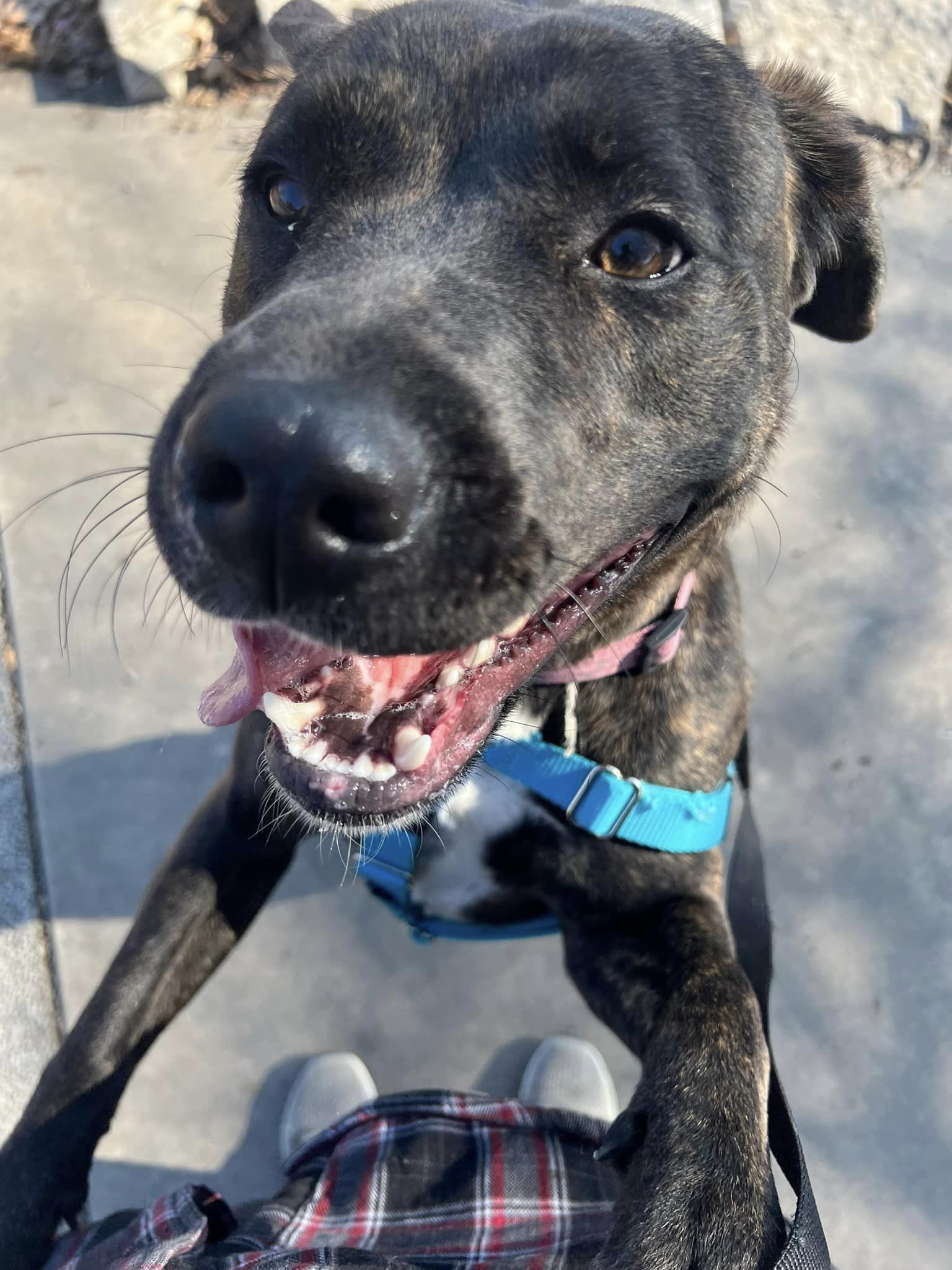 Dog for Adoption - Ginger, a American Pit Bull Terrier in Marseilles ...