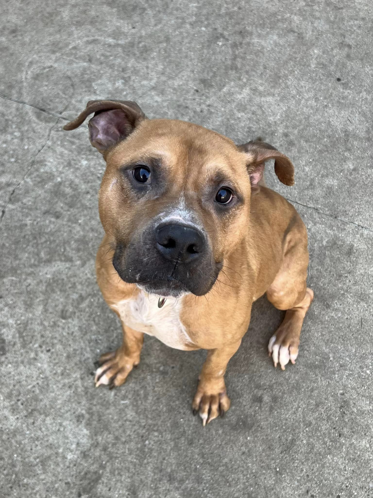 Dog for Adoption - Garnet, a American Pit Bull Terrier in Kenilworth ...
