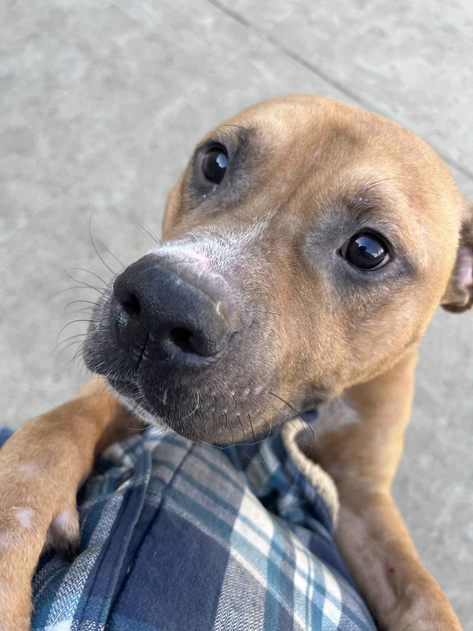 Dog for Adoption - Garnet, a American Pit Bull Terrier in Kenilworth ...