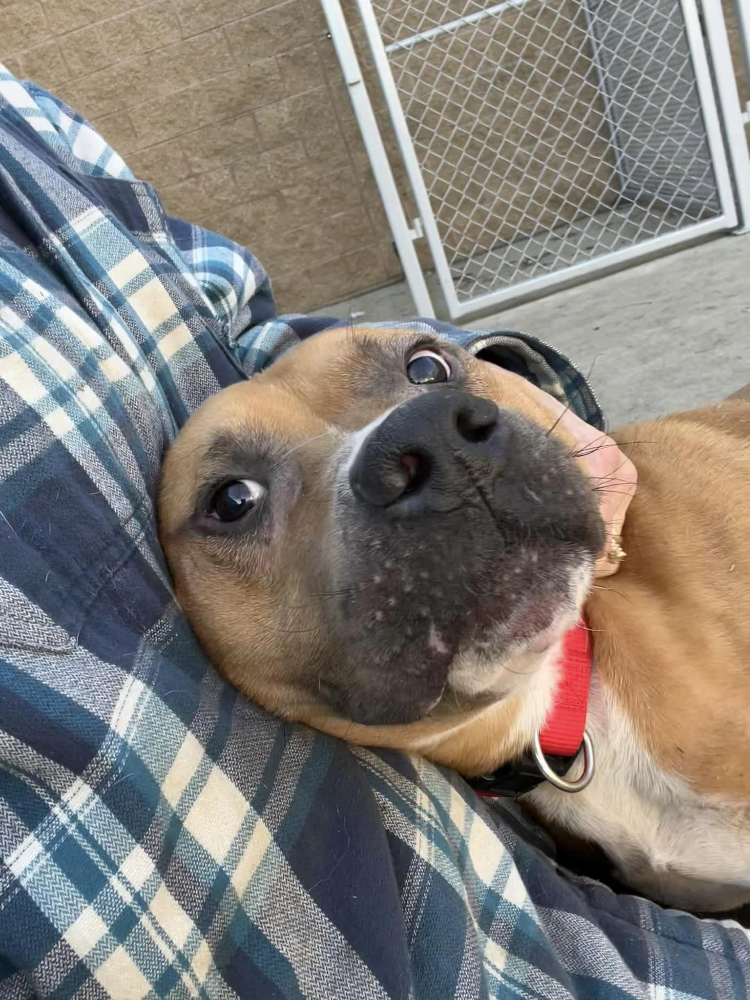 Dog for Adoption - Garnet, a American Pit Bull Terrier in Kenilworth ...