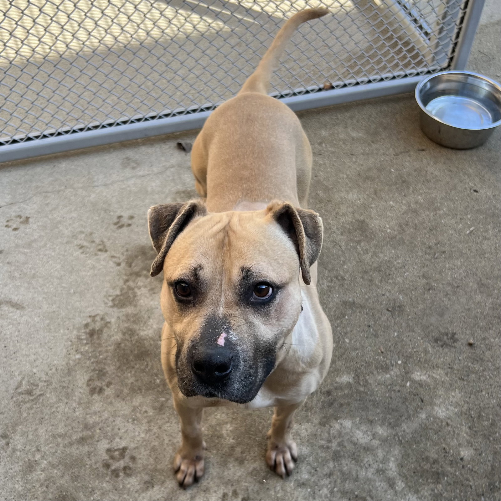 Dog for Adoption - Cider, a in Streamwood, IL | Alpha Paw