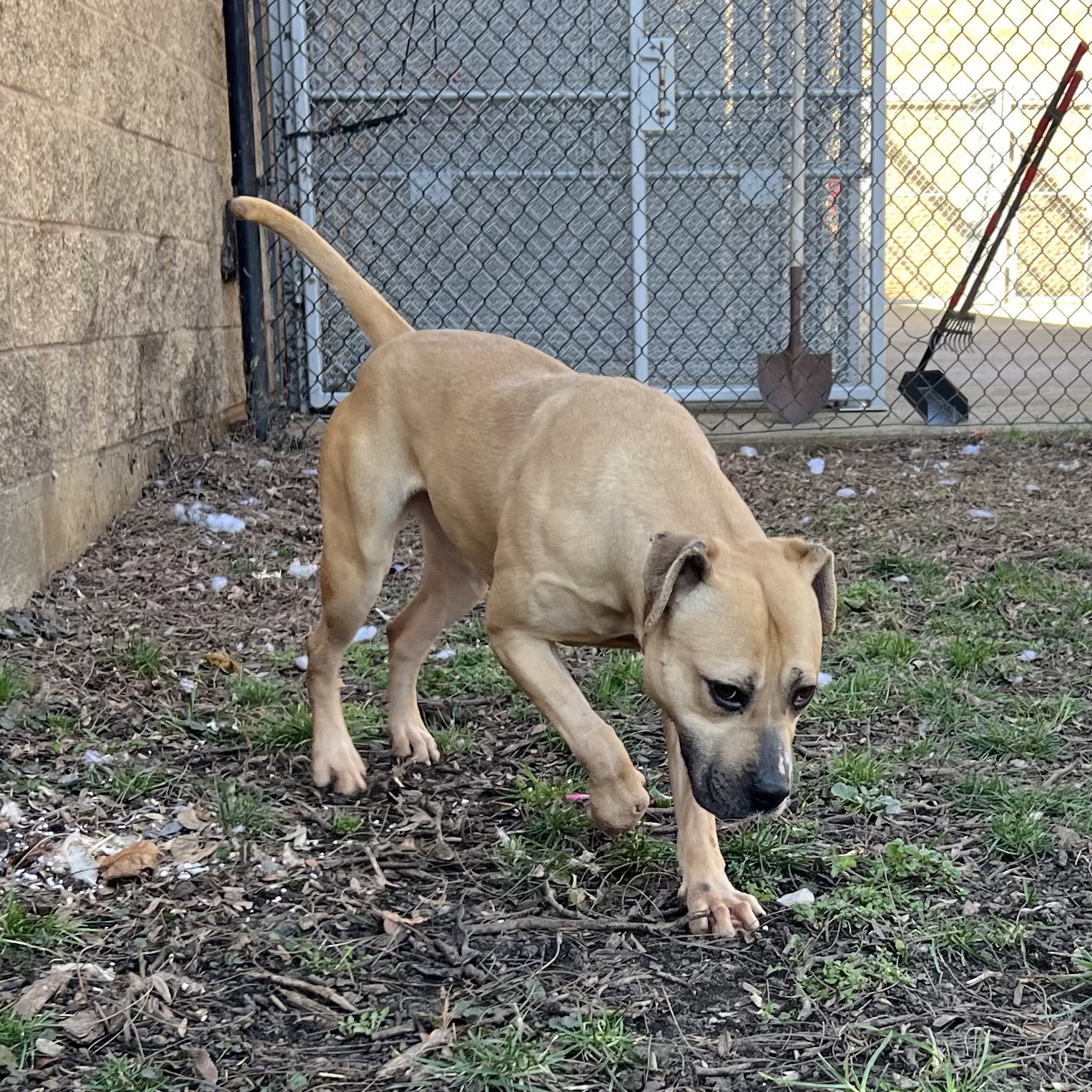 Dog for Adoption - Cider, a in Streamwood, IL | Alpha Paw