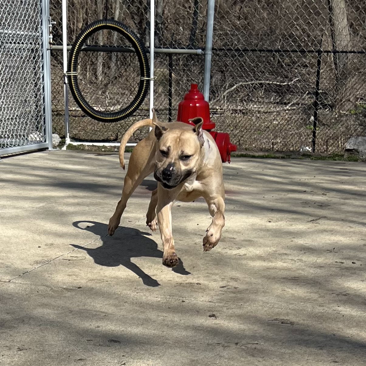 Dog for Adoption - Cider, a in Streamwood, IL | Alpha Paw
